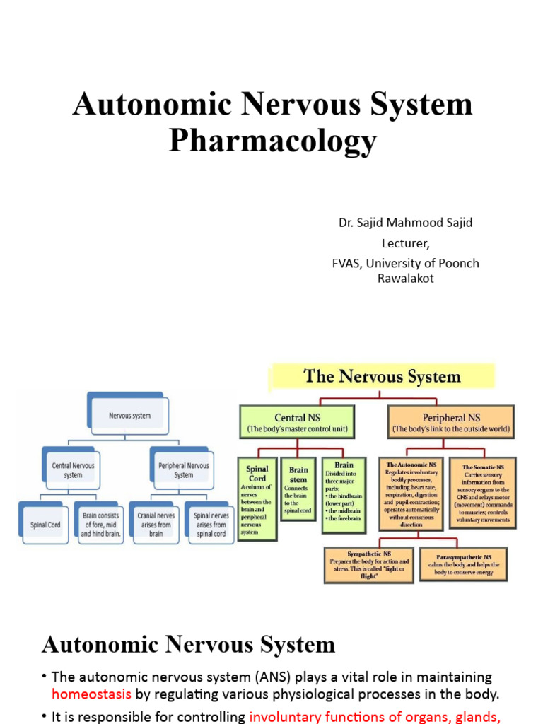 1.autonomic Nervous System | Download Free PDF | Autonomic Nervous System | Acetylcholine