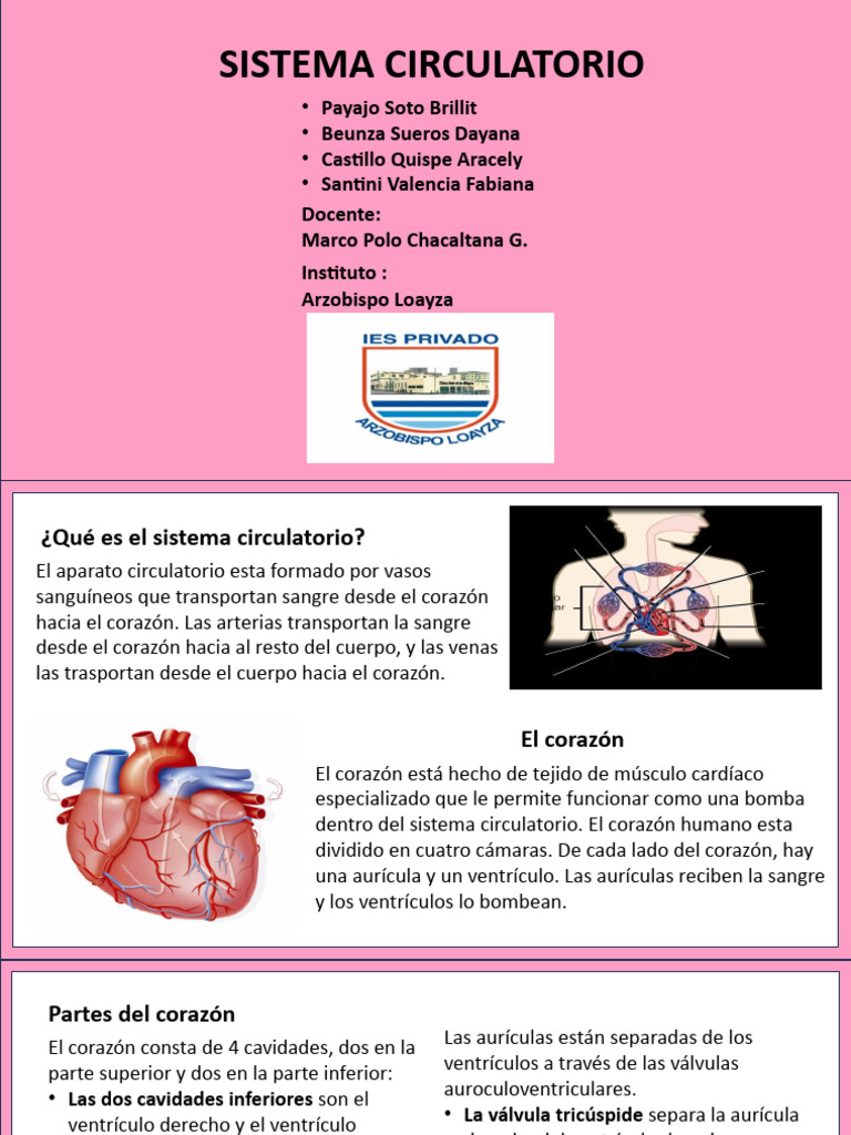 Sistema Circulatorio | PDF | Sistema circulatorio | Corazón