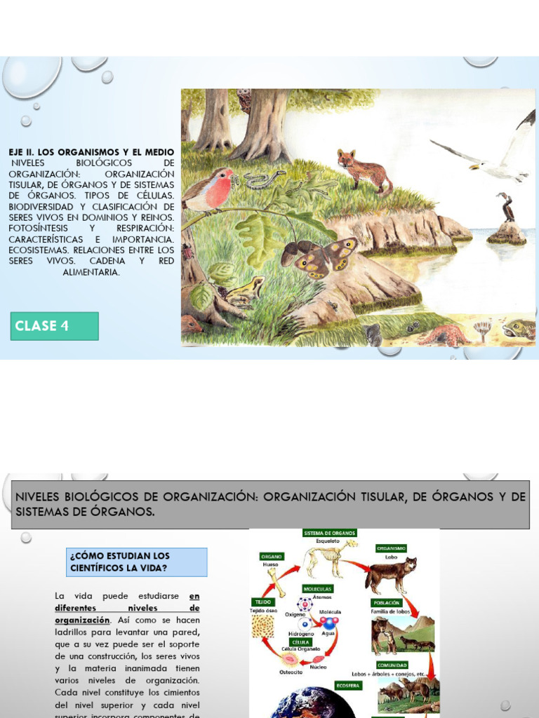 Clase 4. Los Organismos y El Medio PDF | PDF | Organismos | Biología ...