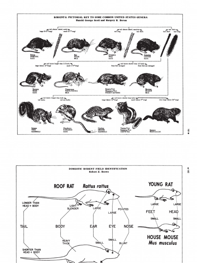 Rodents Identification | PDF | Rodent | Rat