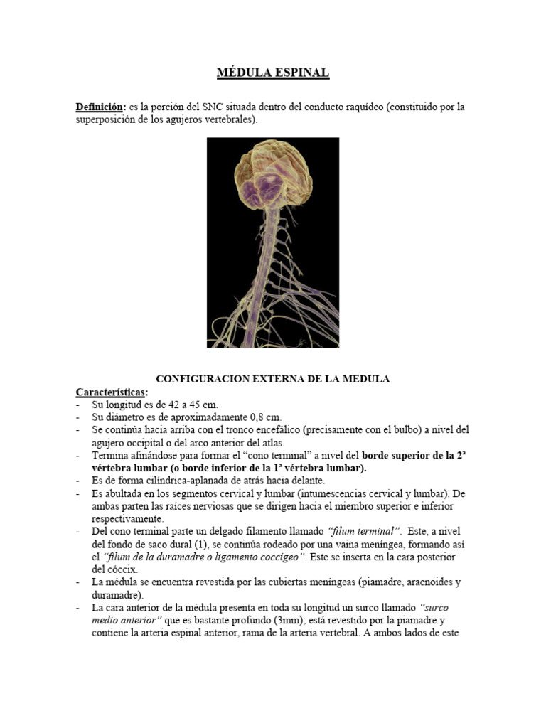 Anatomía Detallada de la Médula Espinal | PDF | Médula espinal | Nervio