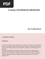 Sponge Body Plans: Asconoid Explained | PDF | Sponge | Cell Biology