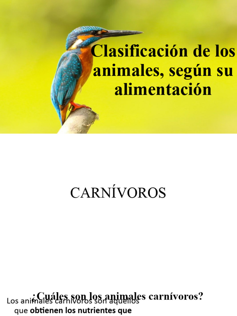 Animales Carnivoros Saberes y Pensamiento | PDF | Depredación | Carne