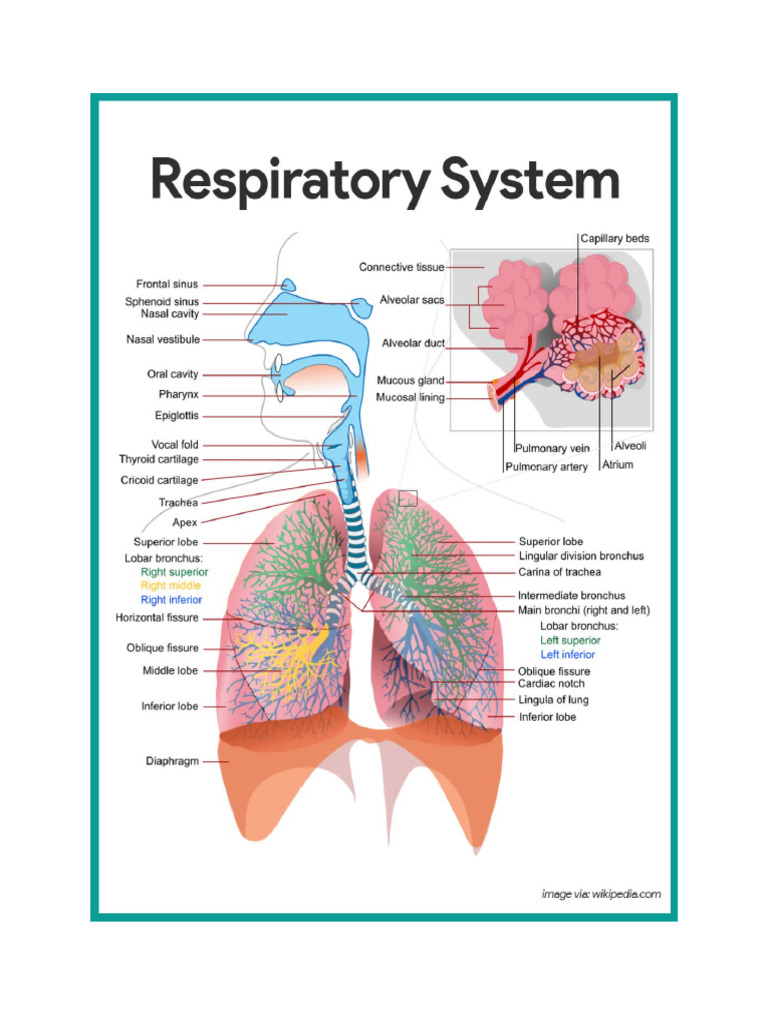 Respiratory Lecture | PDF | Lung | Respiratory Tract