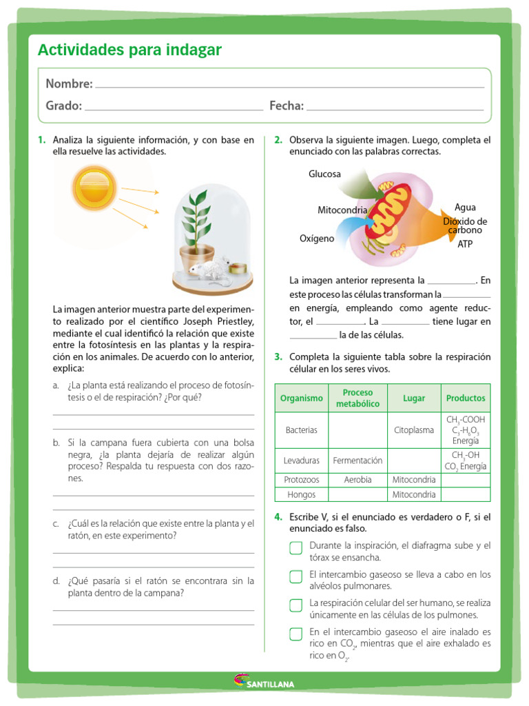 Hoja De Trabajo Sobre Fotosíntesis Y Respiración Celular La