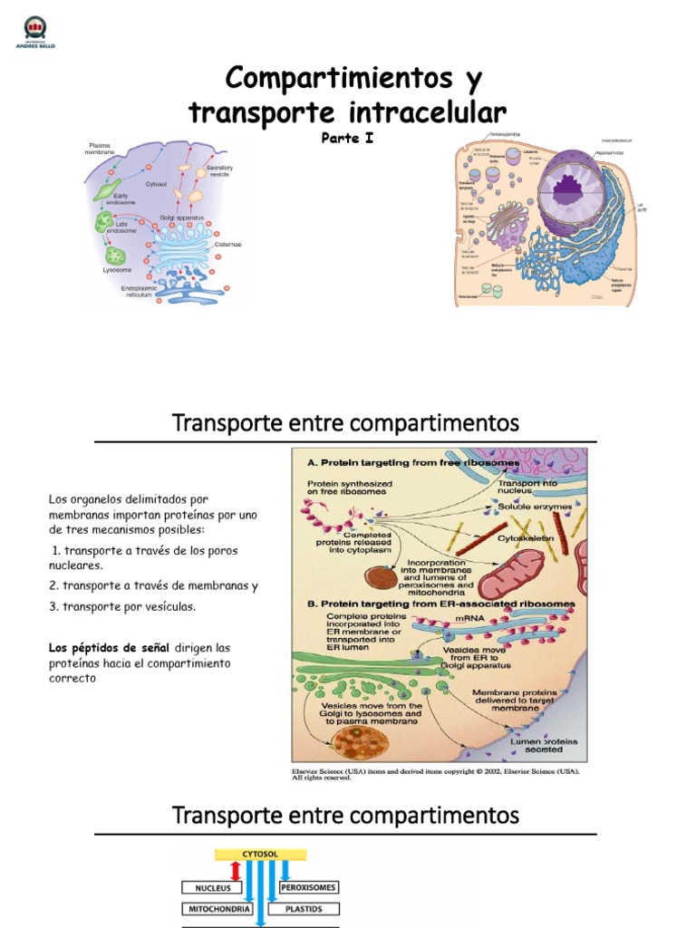 Transporte Intracelular y Compartimentos | PDF | Lisosoma | Nucleo celular