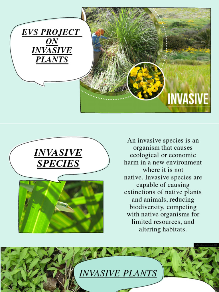 EVS PROJECT SARTHAK | PDF | Invasive Species | Plants