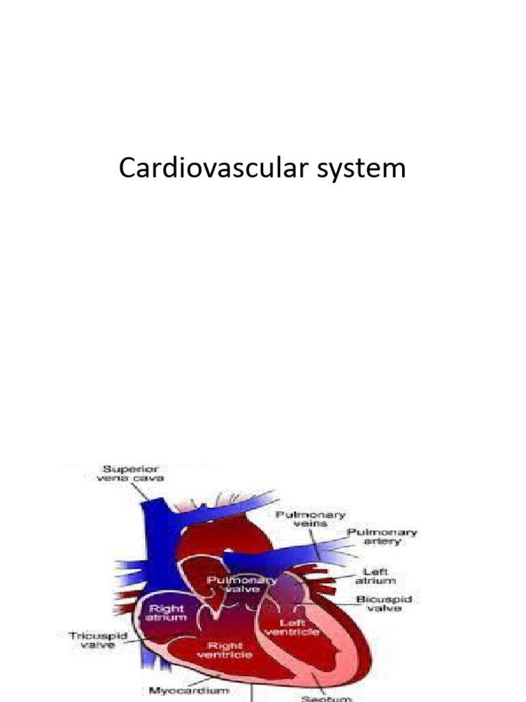 Systemic Path Cardiovascular System | PDF | Heart | Heart Valve