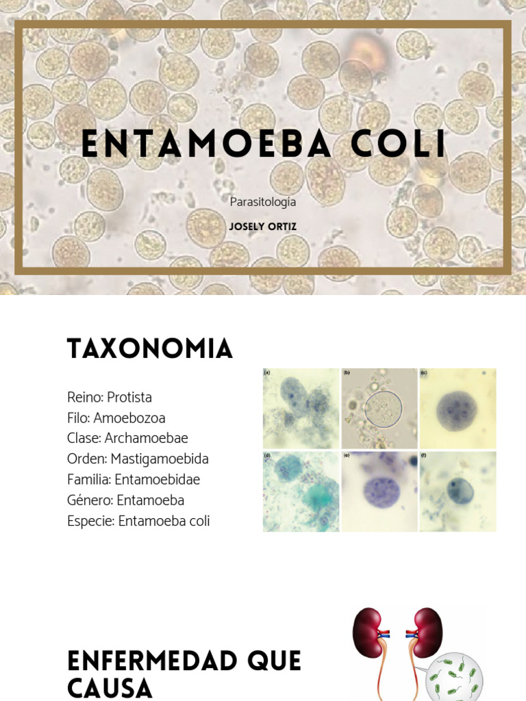 Entamoeba Coli | PDF | Escherichia coli | Heces