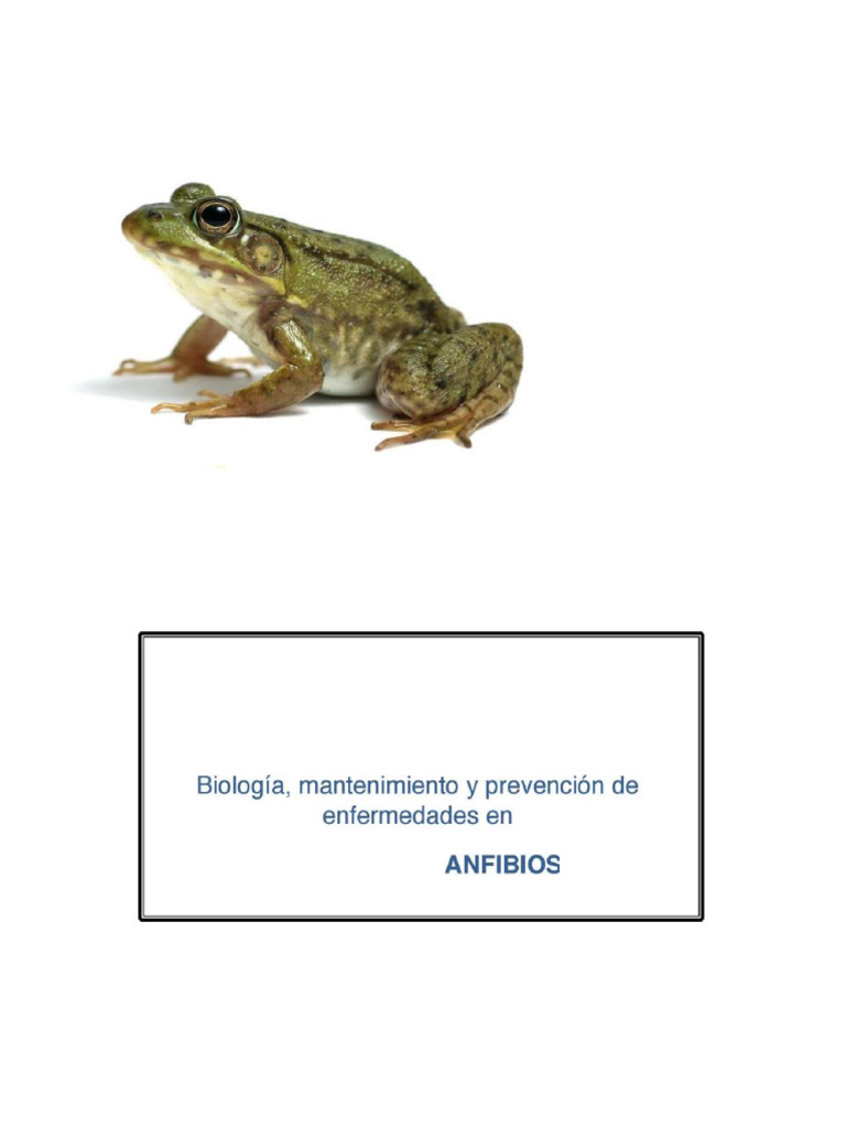 Anfibios 091955 | PDF