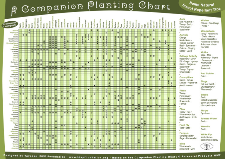 Companion Planting Chart PDF Download Permaculture | PDF