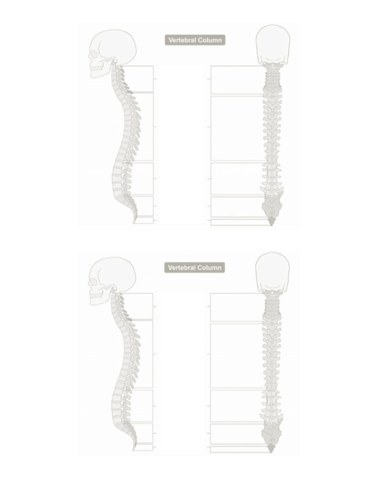 Columna | PDF