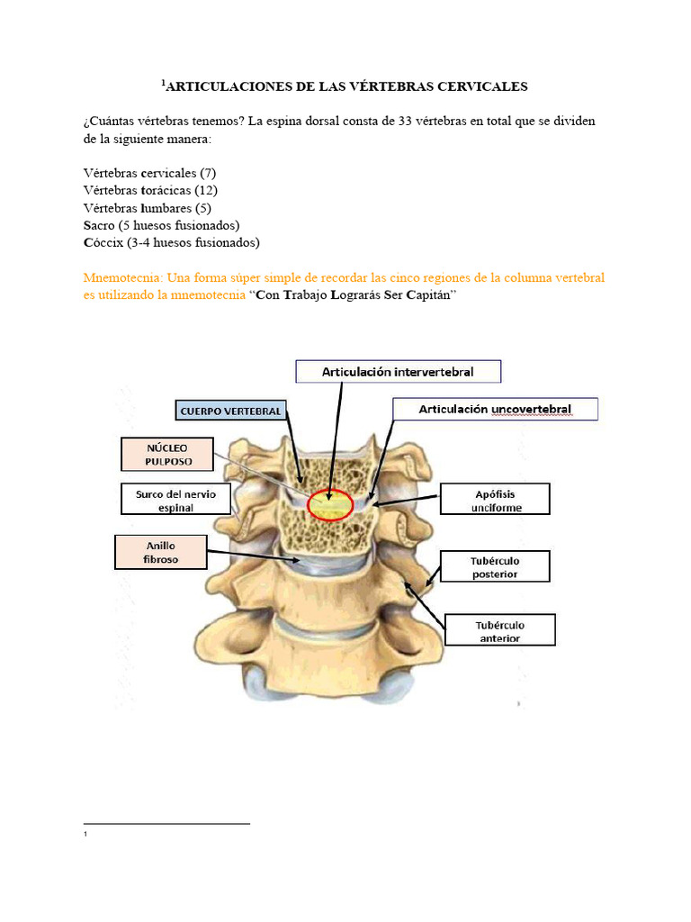 Articulaciones de las Vértebras Cervicales | PDF | Articulación | Vértebra