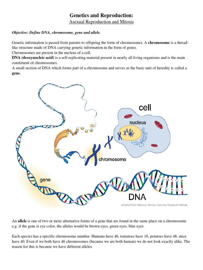 Asexual Reproduction & Mitosis Guide | PDF | Mitosis | Chromosome