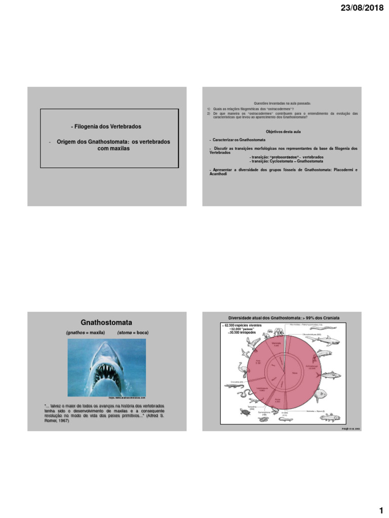 Filogenia Chordata e Origem Gnathostomata 2018 | PDF | Vertebrados
