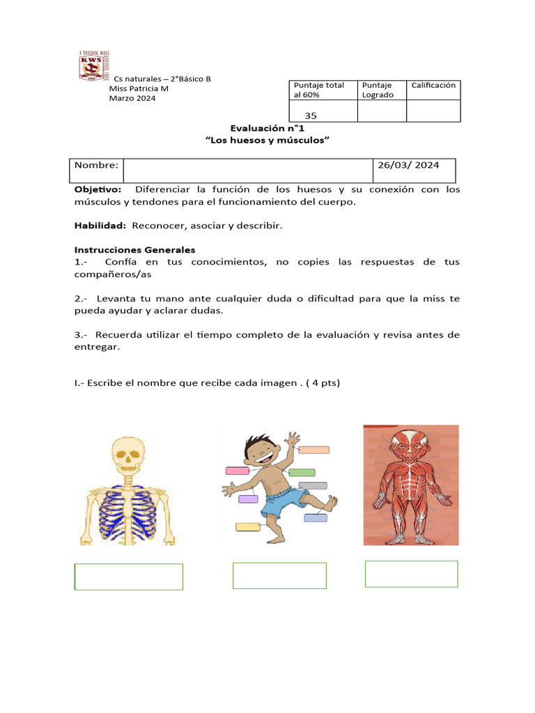Evaluación de Huesos y músculos 2°año básico | PDF
