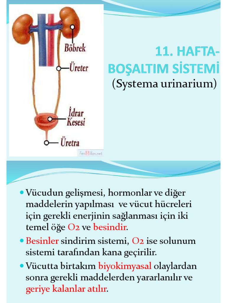 Systema Urinarium | PDF