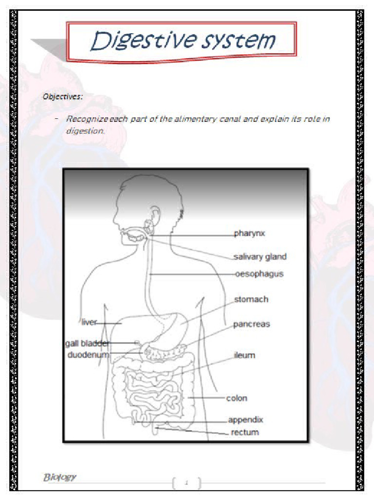 Digestive System Year 8T7SFm | PDF