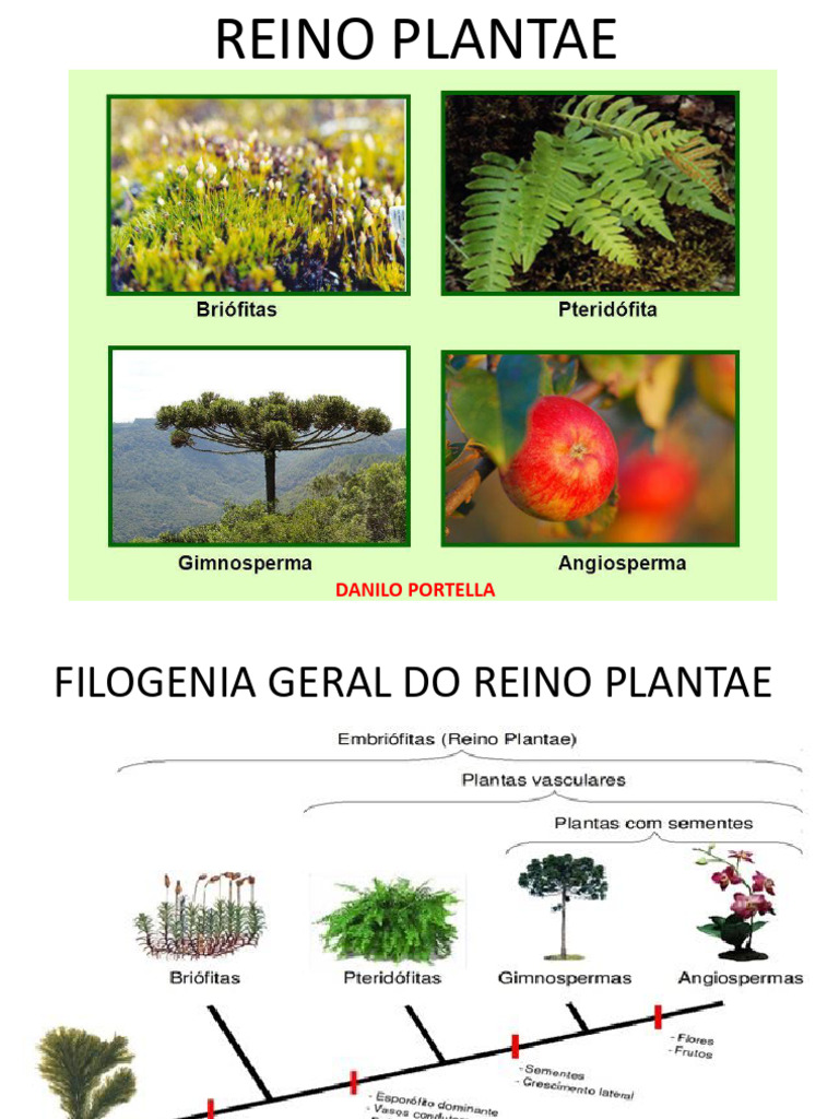 Filogenia e Classificação do Reino Plantae | PDF | Plantas | Áreas da ...