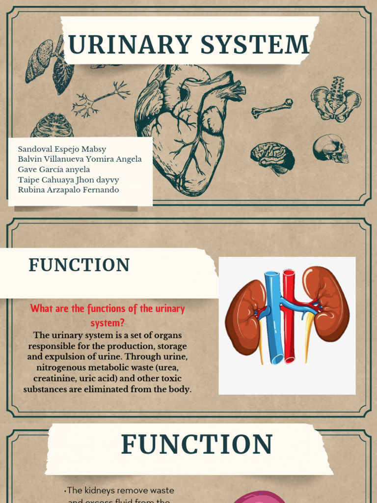 URINARY SYSTEM | PDF | Urinary System | Urine