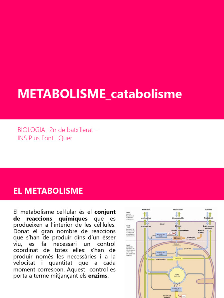 UD2 Catabolisme | PDF