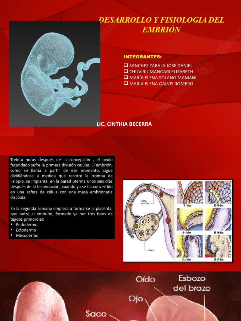 EXPOSICION 3 | PDF | Feto | Sistema circulatorio