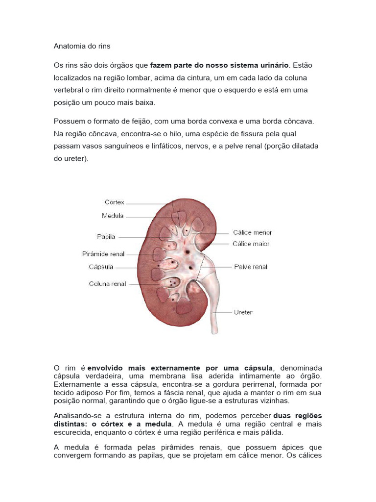 Anatomia Do Rins | PDF