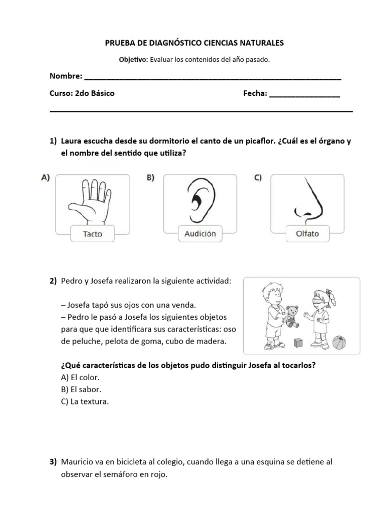 2° Prueba de Diagnóstico Ciencias Naturales 2do Básico | PDF | Plantas ...