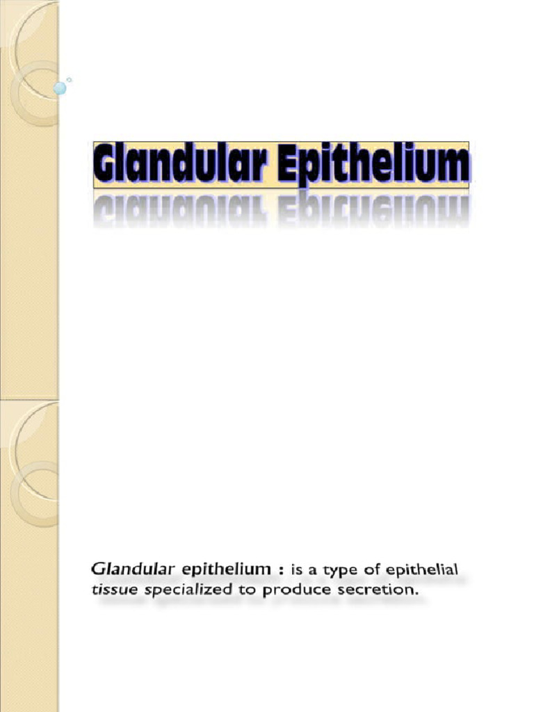 Glandular Epithelium Pdf