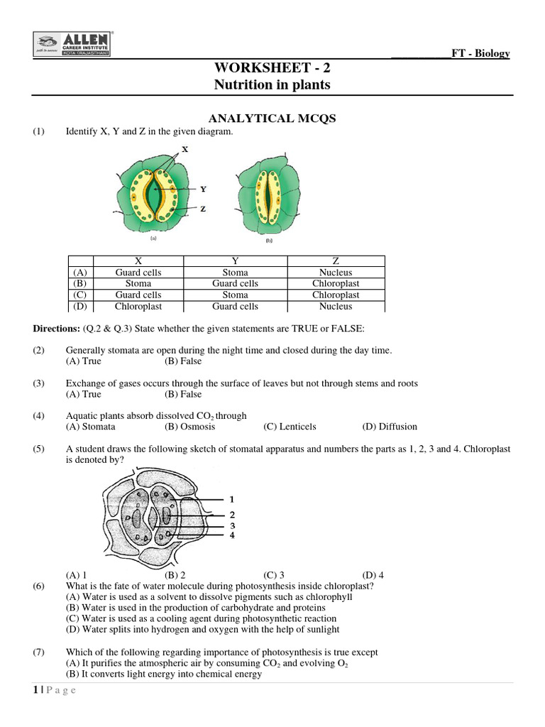 FT - Worksheet 2 | PDF | Stoma | Leaf