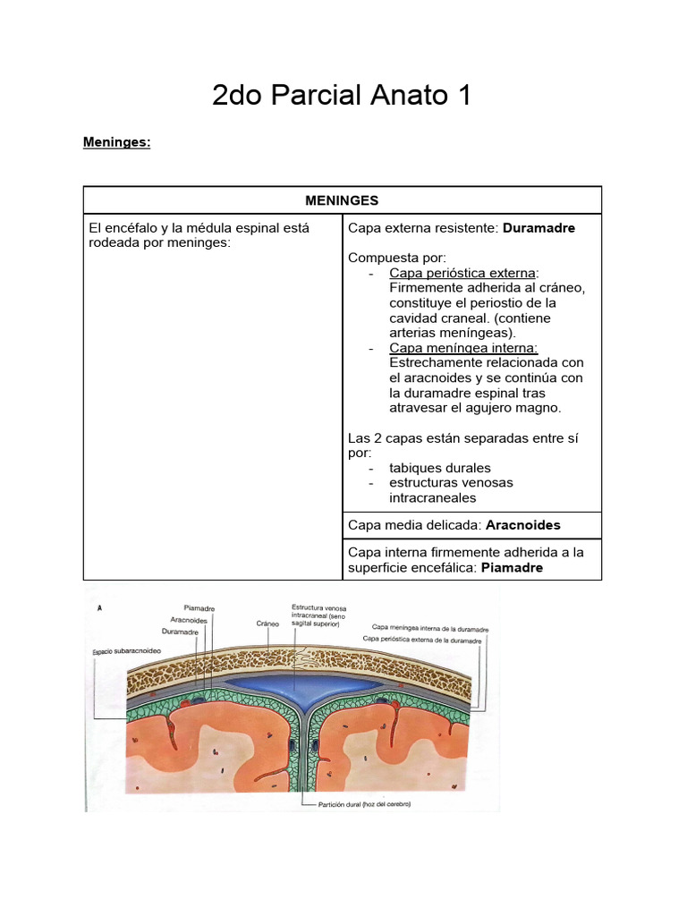 2do Parcial Anato 1 | PDF | Anatomía | Cabeza y cuello humanos