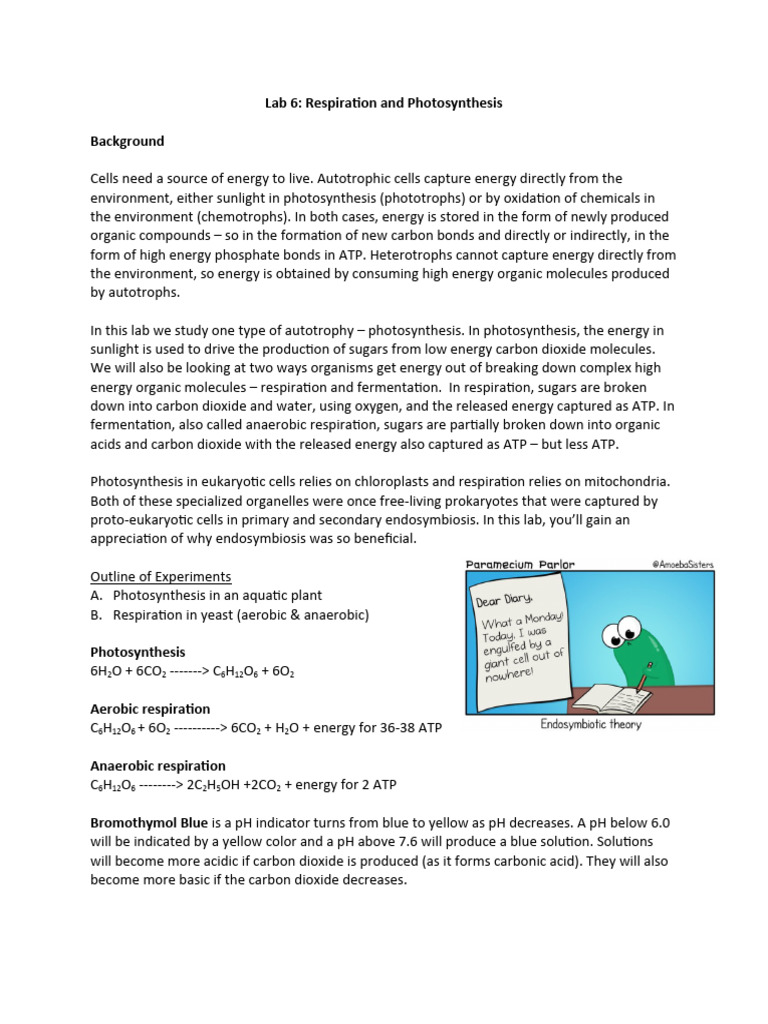 Lab 5 Photosynthesis Respiration | PDF | Cellular Respiration | Biology