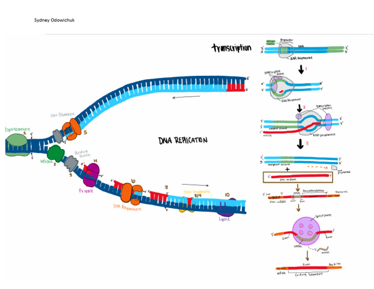 DNA Replication Diagram | PDF