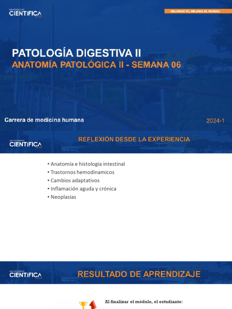 Anatomia Patologica Ii - Sem-06 - Sesión-06 - 2024-1 | PDF | Hepatitis ...