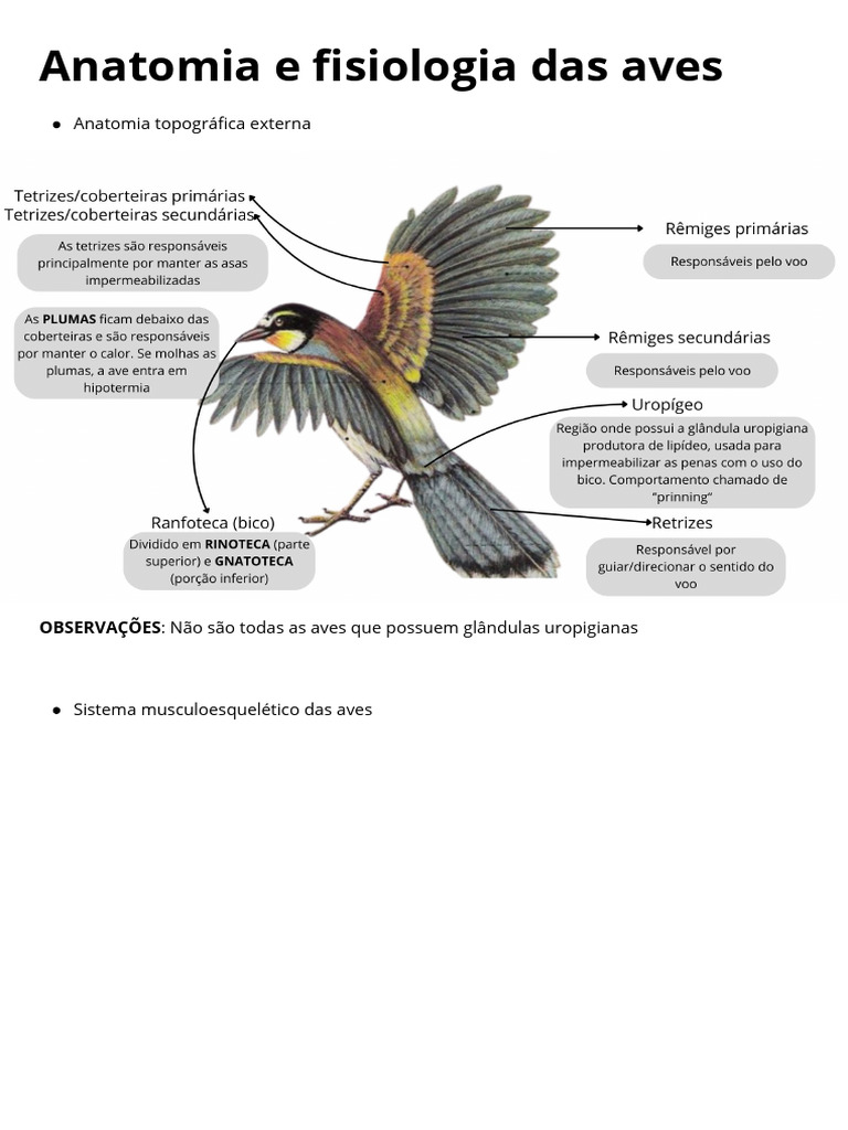 Anatomia Das Aves | Download grátis PDF | Digestão | Sistema digestivo ...