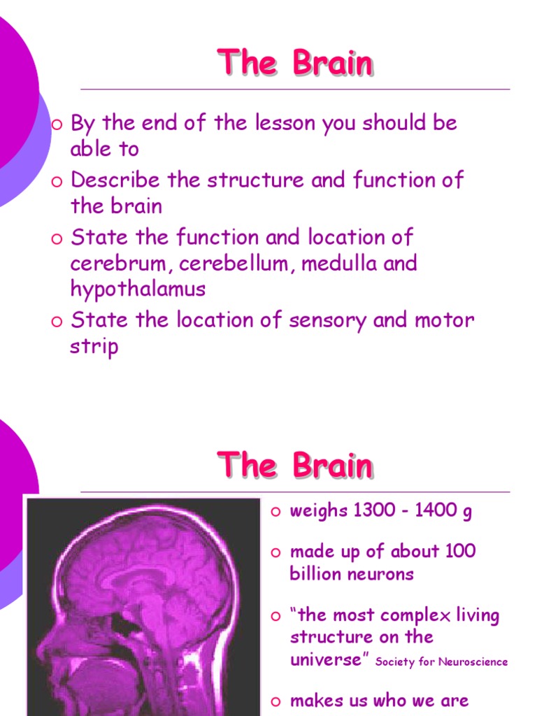 Brain | PDF