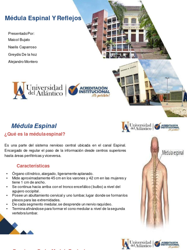 Anatomía y Funciones de la Médula Espinal | PDF | Médula espinal ...