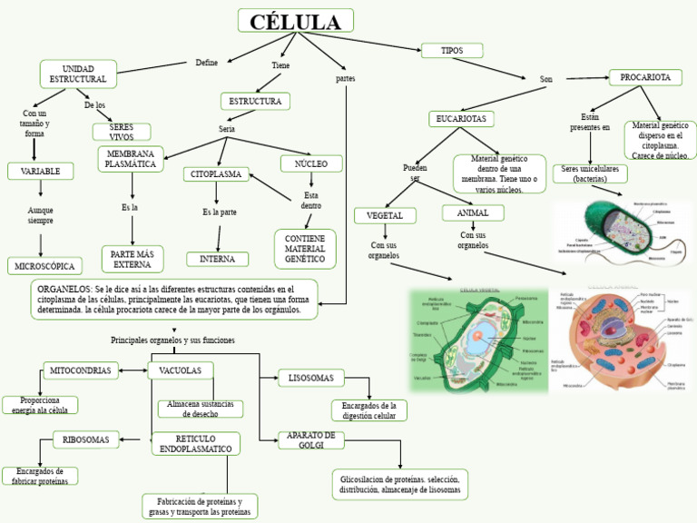 Mapa Conceptual De La Celula 4 Pdf Citoplasma Biología Celular