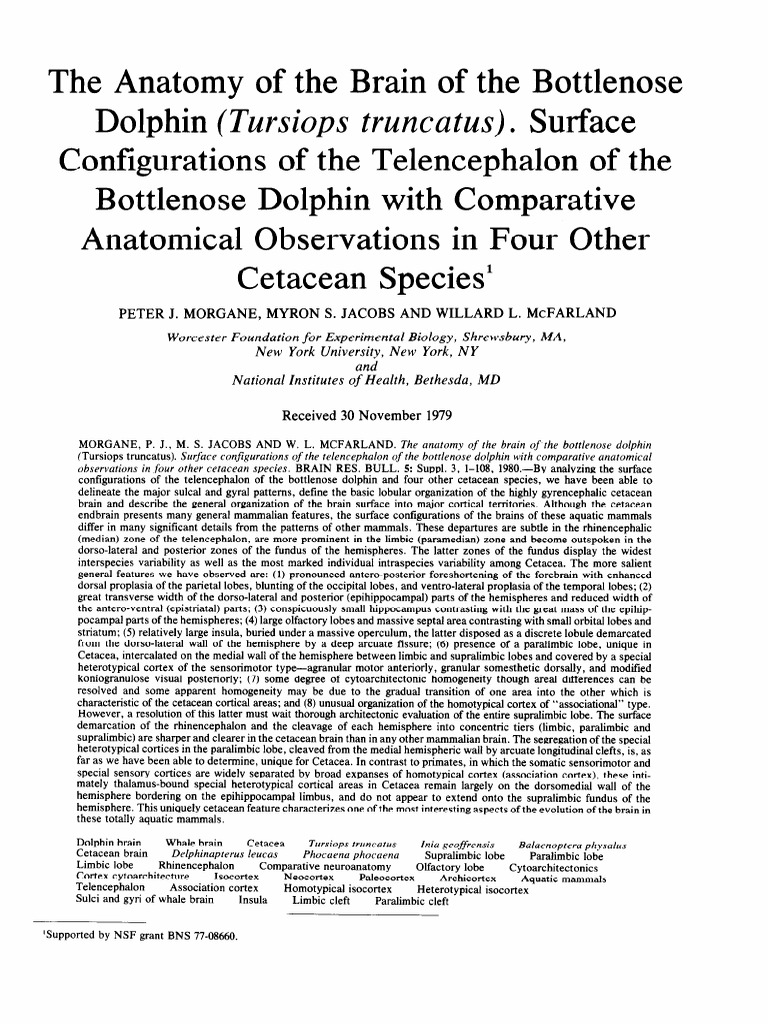 Bottlenose Dolphin Brain Anatomy Study | PDF | Cerebral Cortex ...