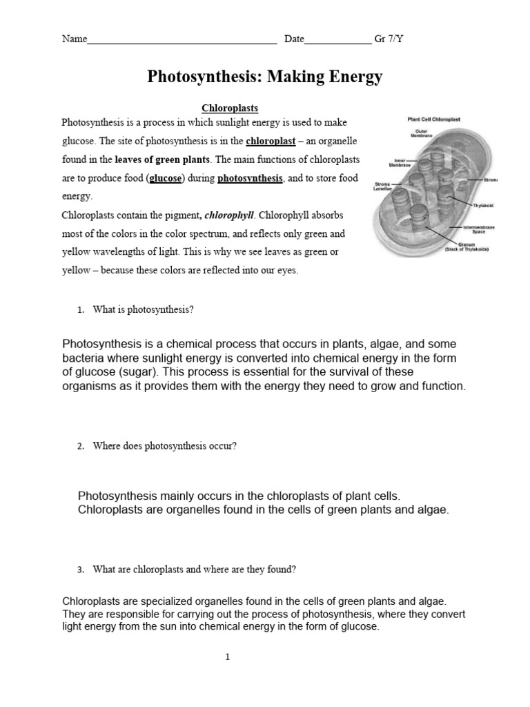 Photosynthesis Process and Chloroplasts | PDF | Photosynthesis ...