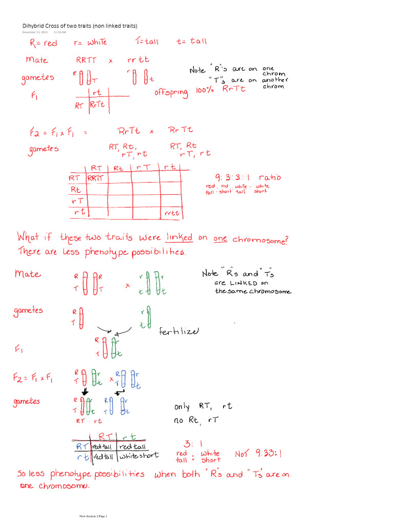 Dihybrid Cross of Two Traits (Non Linked Traits) | PDF