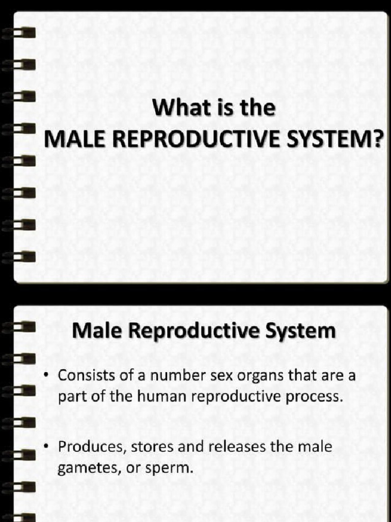 Male Reproductive System | PDF