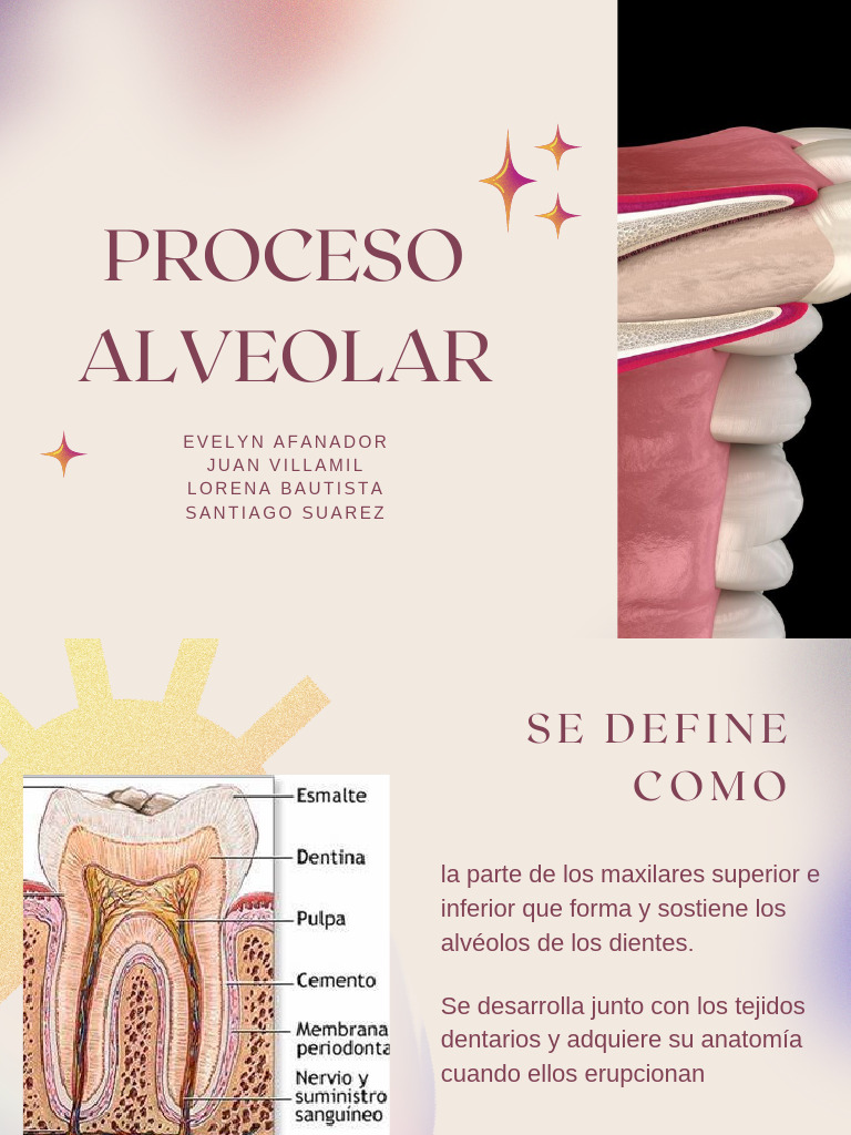 Proceso alveolar_20240220_103104_0000 | PDF | Hueso | La matriz ...