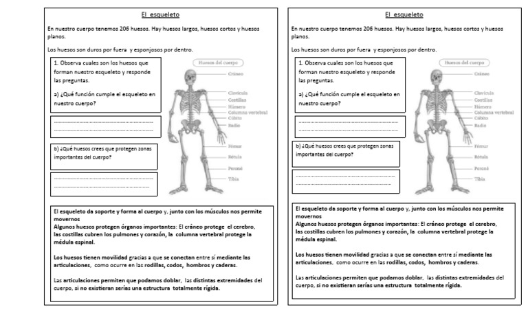 Estructura y función del esqueleto humano | PDF | Esqueleto | Hueso
