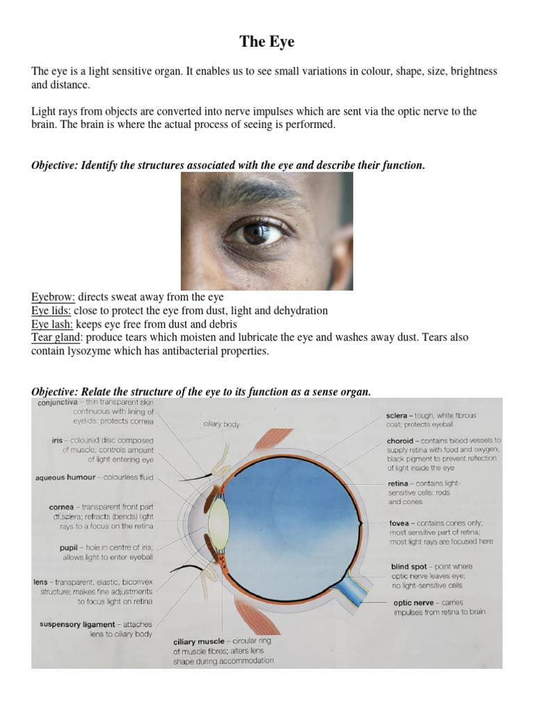 The Eye | PDF | Eye | Myopia