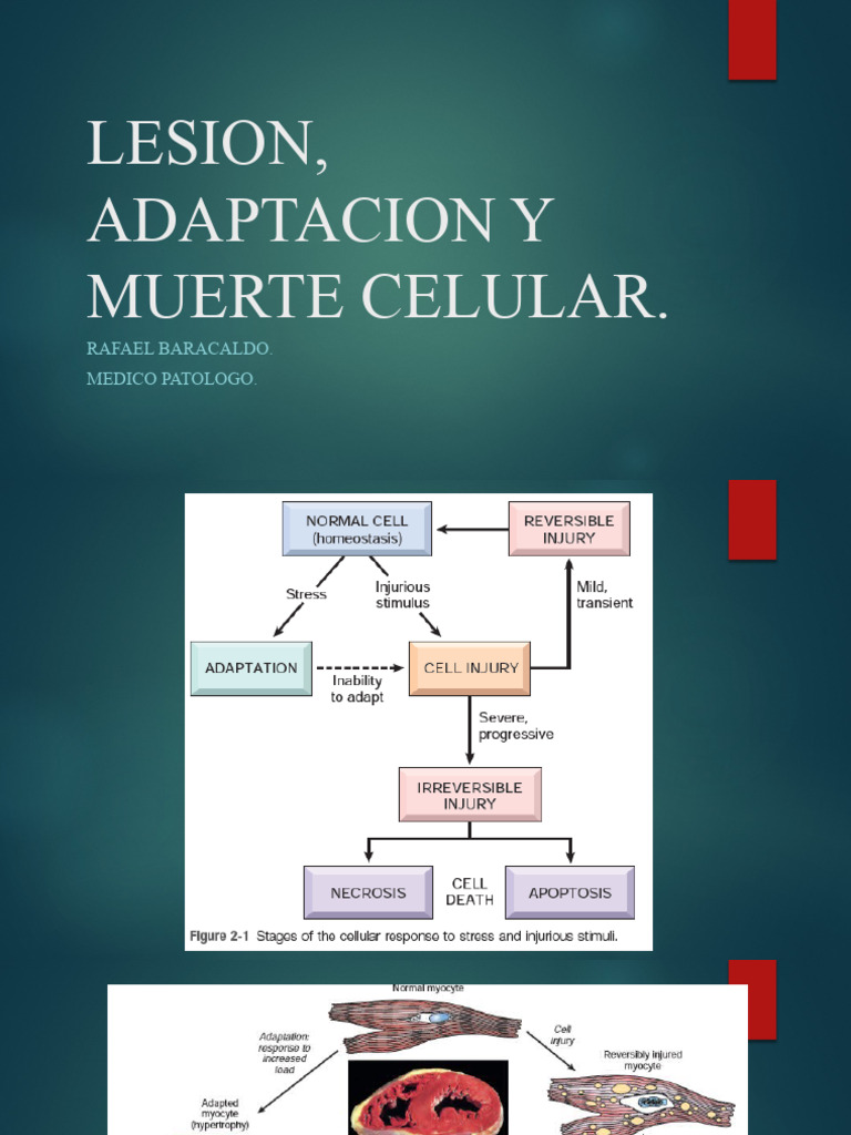 LESION CELULAR, ADAPTACION CELULAR Y MUERTE (1) | PDF | Inflamación | Sistema inmune