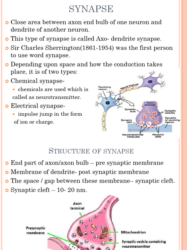 synapse | PDF | Chemical Synapse | Neurotransmitter