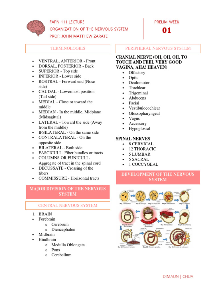 01 Organization of The Nervous System | Download Free PDF | Axon | Neuron
