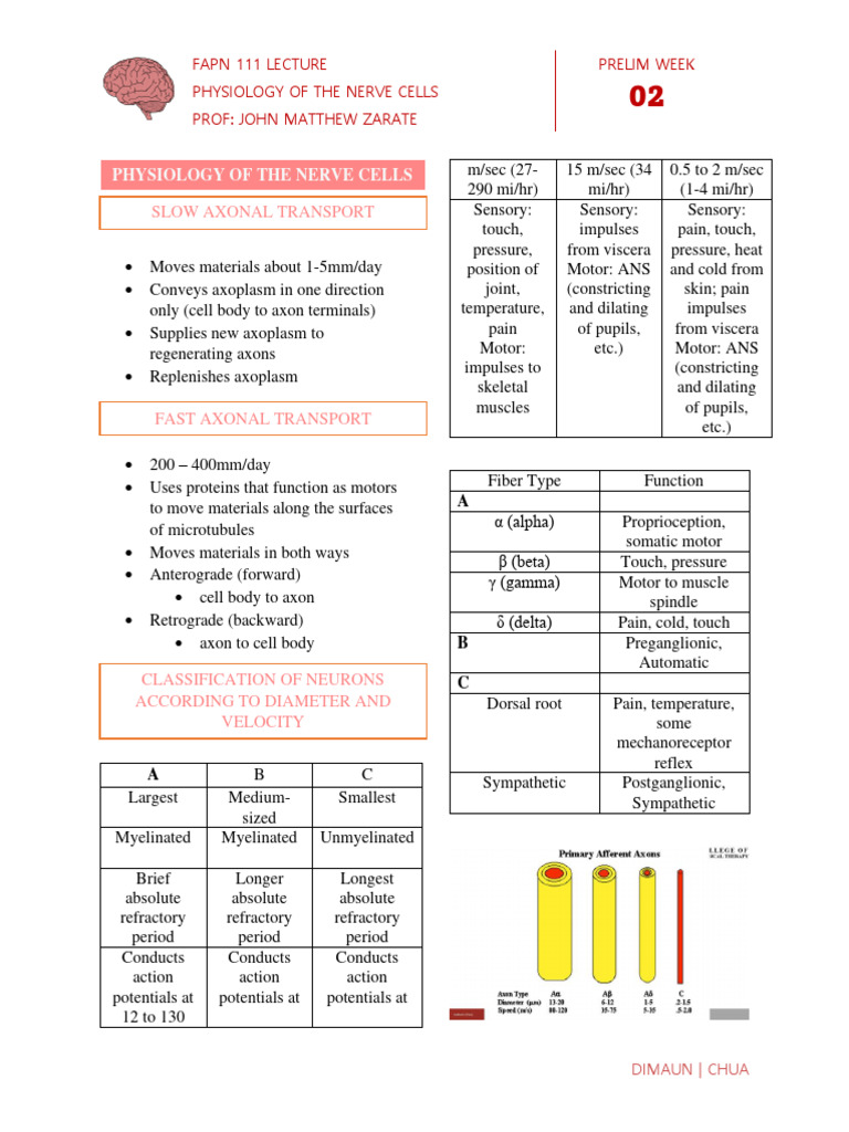 Nerve Cell Physiology Lecture | PDF | Stimulus (Physiology) | Membrane ...