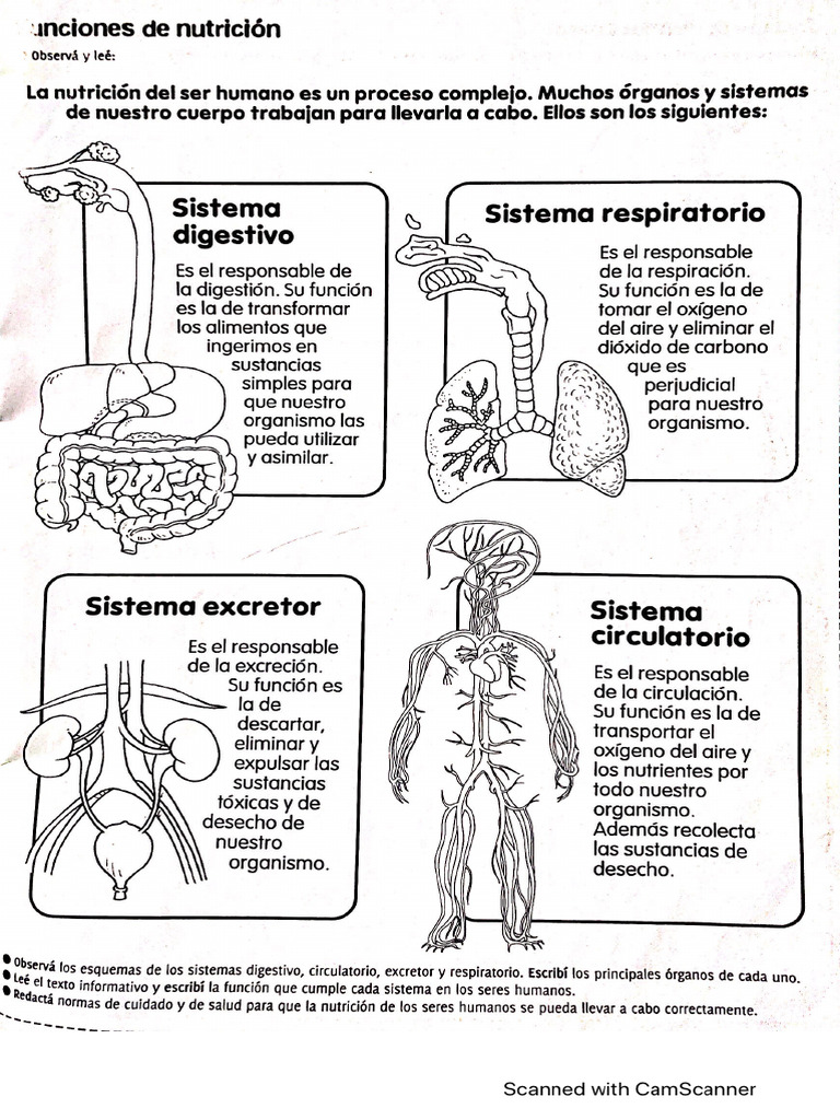 Sistemas Del Cuerpo Humano | PDF